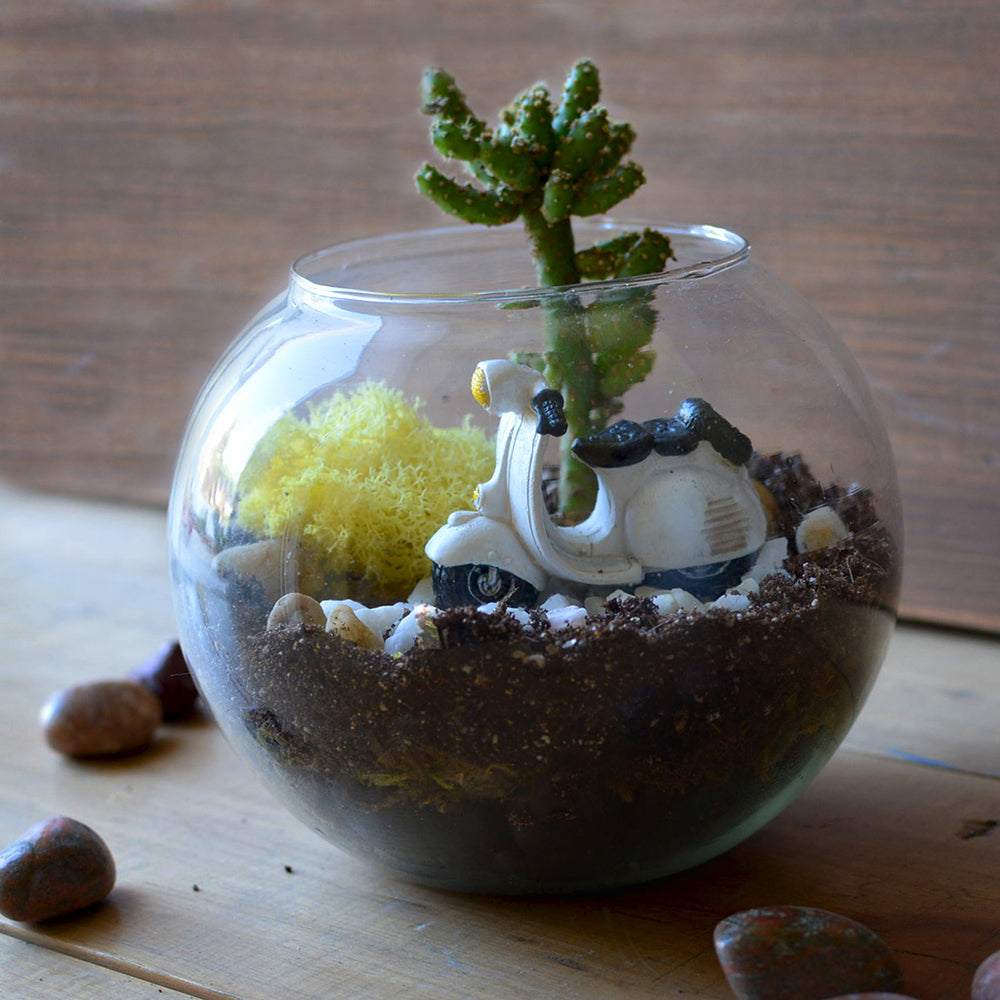 Buy Terrarium Kits Online - Create Your Mini Garden | MyBageecha