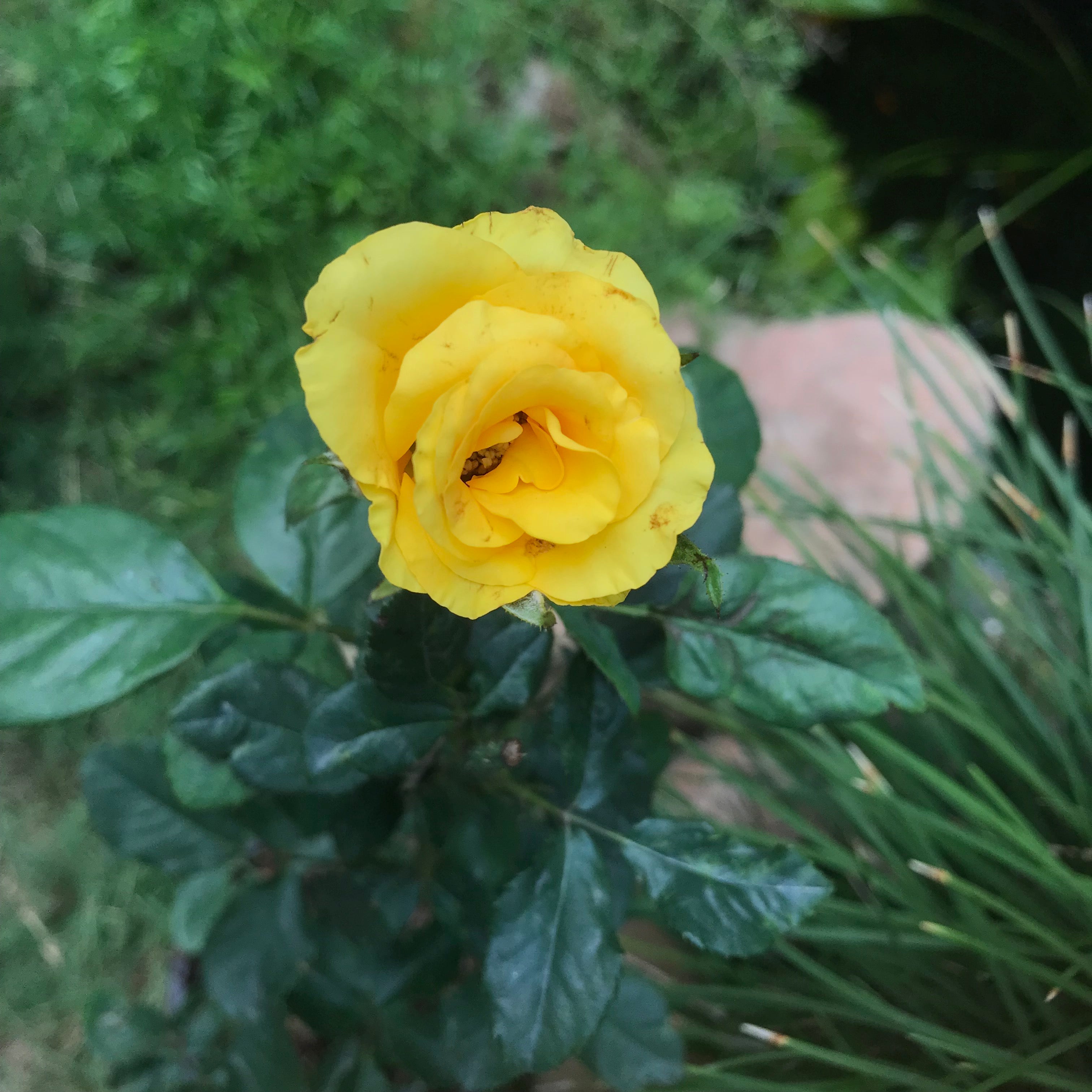 Buy Forever Yellow Shrub Rose Plant – Bright Hardy Flowering Shrub