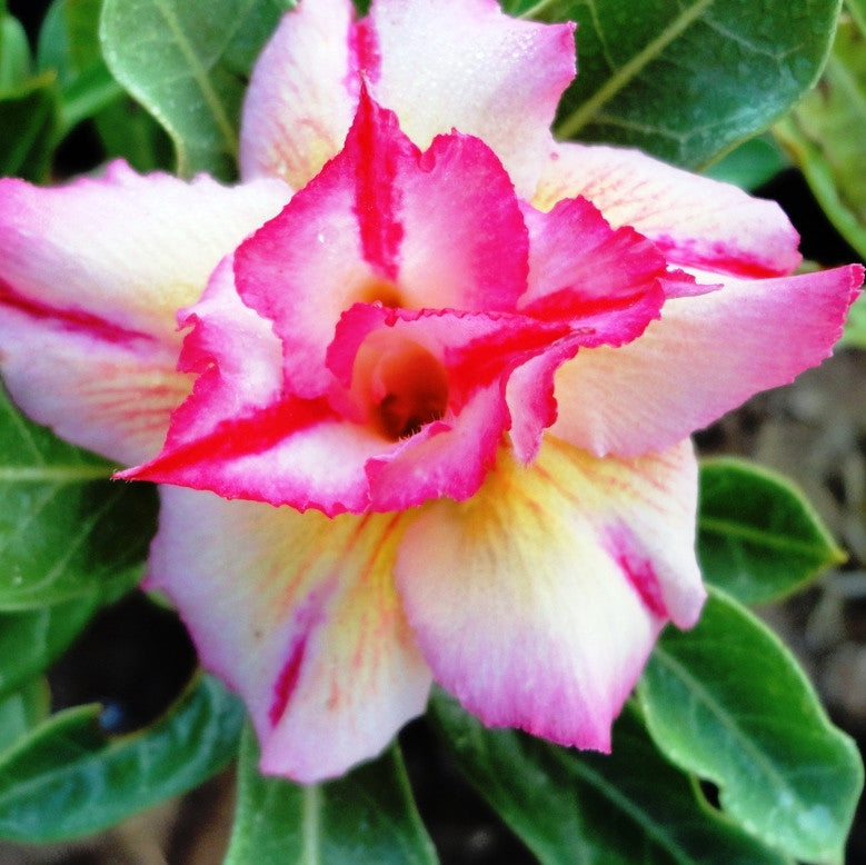Siam Yellow Dream Adenium Plant – myBageecha
