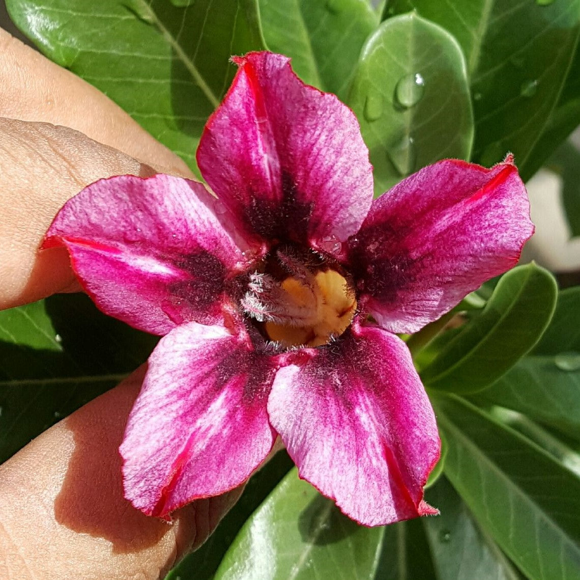 Purple Pentagon Adenium Plant – myBageecha