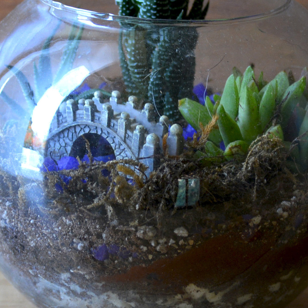 Sea of Haworthia Terrarium Kit | DIY Succulent Mini Garden – myBageecha