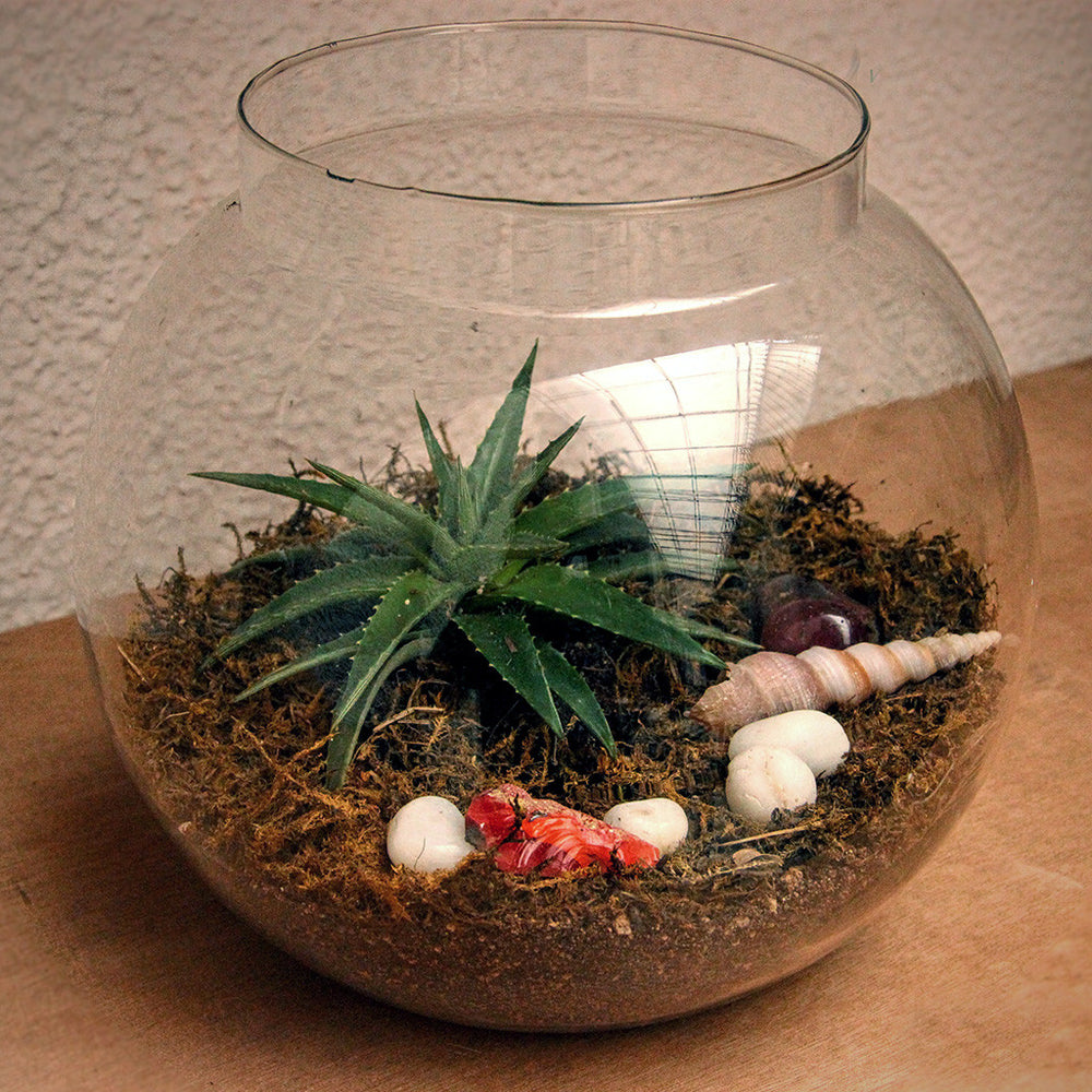 Buy Glass Pots Online: Terrariums, Planters & More | MyBageecha