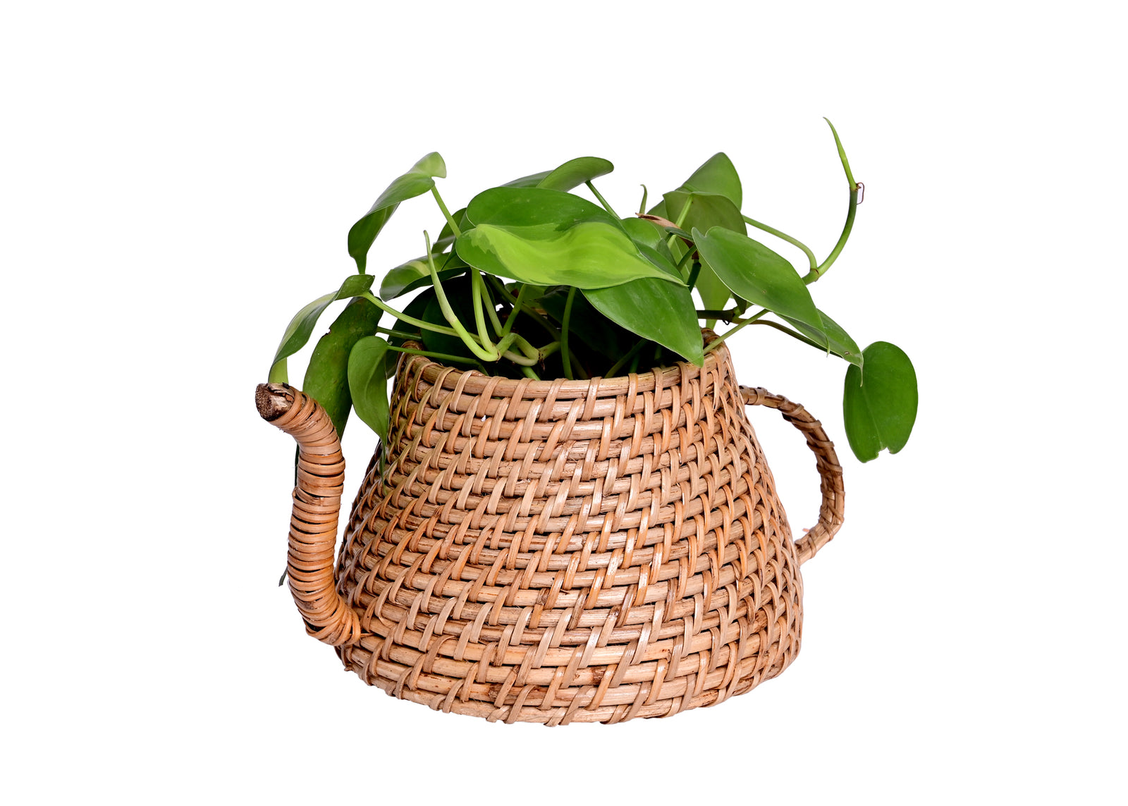 Buy Cane Pots Online: Stylish & Durable | MyBageecha