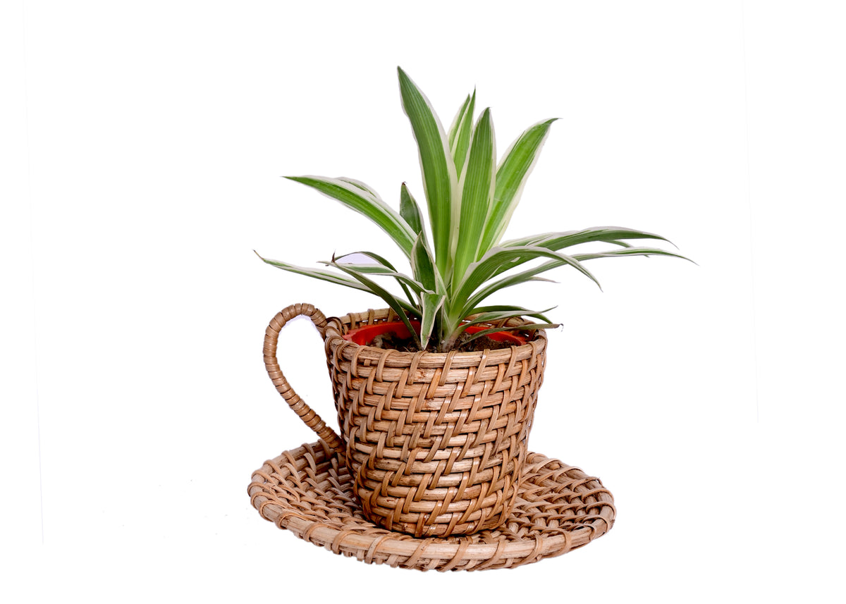 Buy Cane Pots Online: Stylish & Durable | MyBageecha