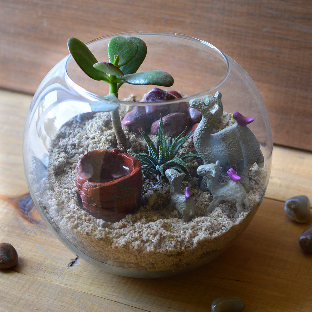 Buy Terrarium Kits Online - Create Your Mini Garden | MyBageecha