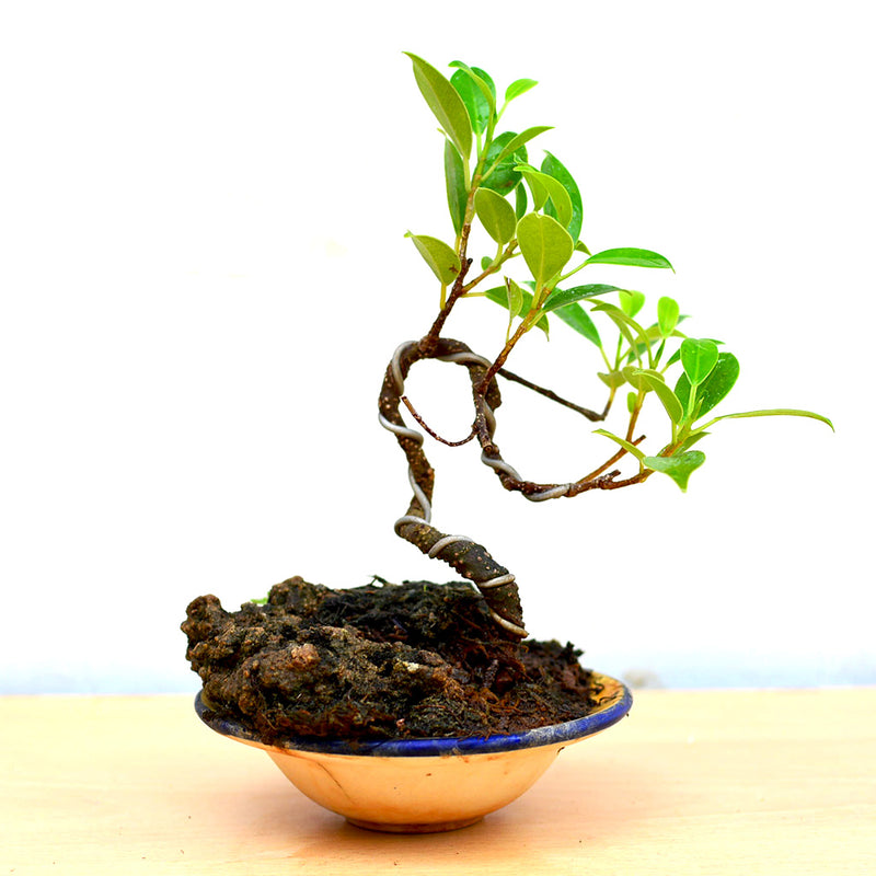 Buy Bonsai Trees Online in India | Indoor Bonsai Plants | myBageecha