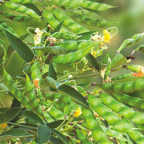 Pigeon Pea (Tur) Seeds | Arhar Dal Plant for Home Garden