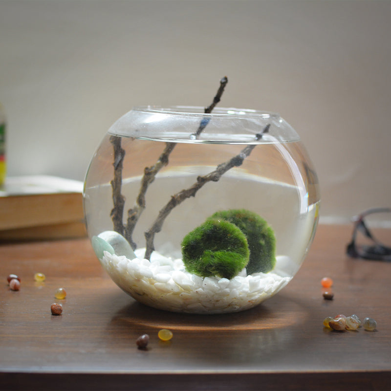 Buy Terrarium Kits Online At Best Prices in India