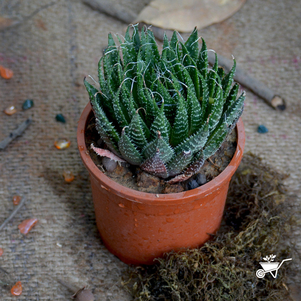 Aloe Aristata Succulent Plant – myBageecha