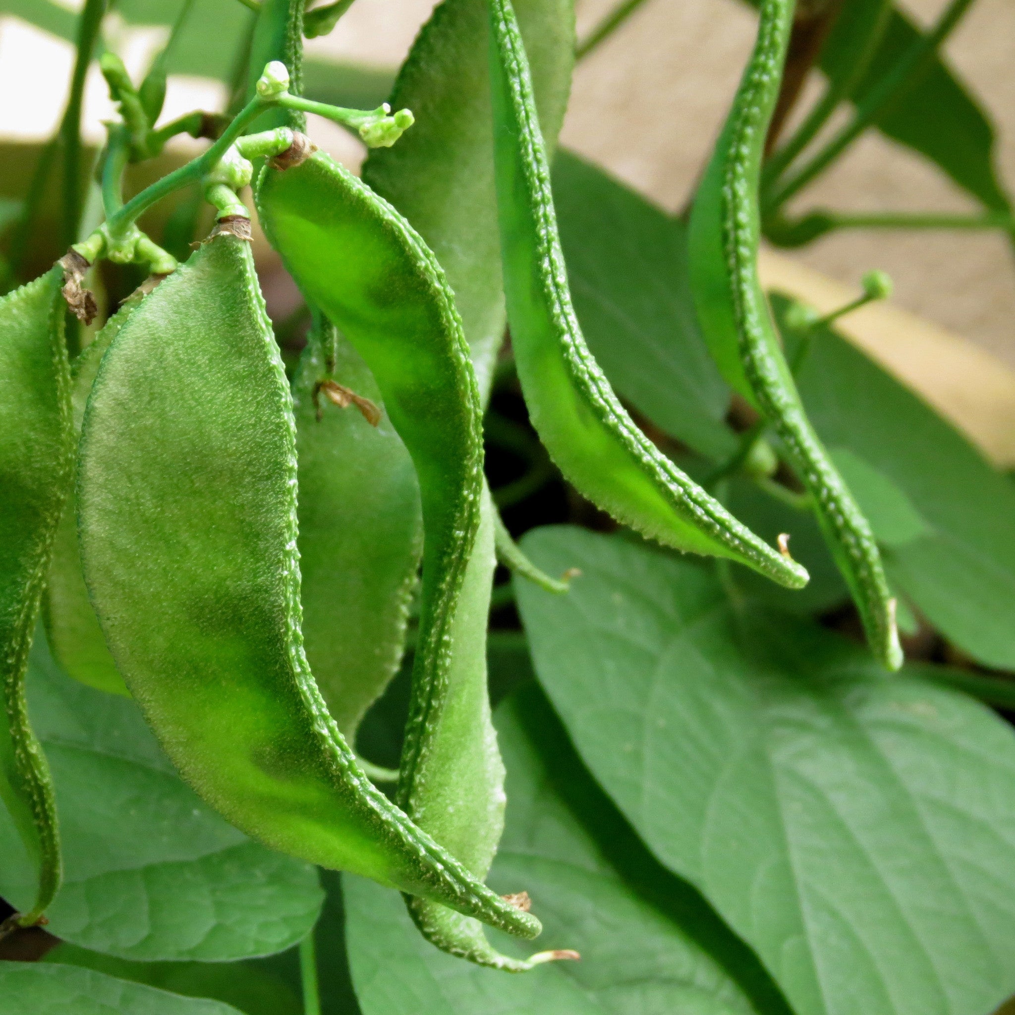 Dolichos Lablab (Papdi Beans) Plant | Hyacinth Bean Vine