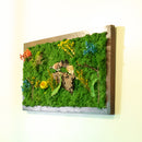Bulbul's Call Preserved Moss Frame with Dark Wood