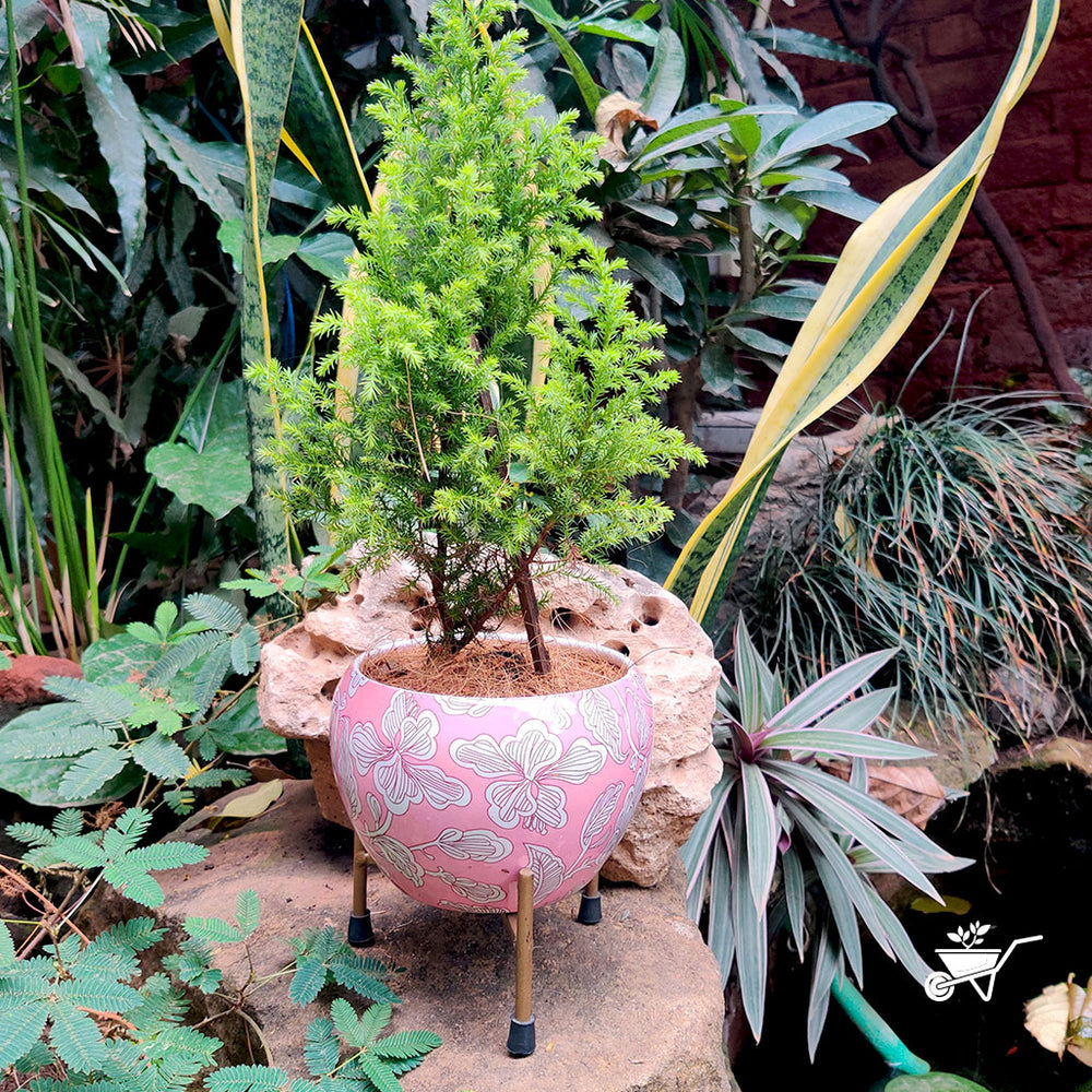 Buy Colourful Metal Decorative Pots - MyBageecha
