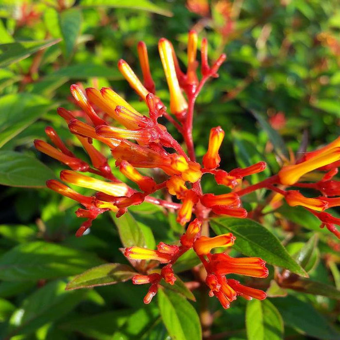Dwarf Mexican Firebush – Orange Summer Flowering Shrub