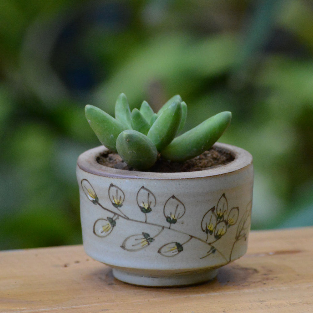 Buy Ceramic Flower Pots Online | Indoor and Outdoor Planters