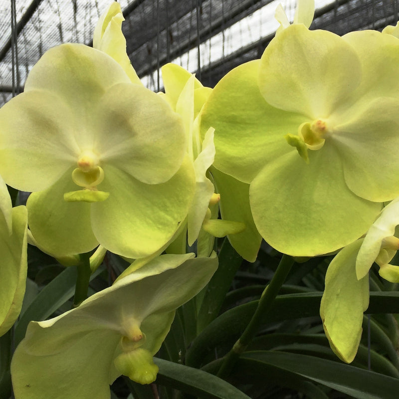 Golden Hill – myBageecha