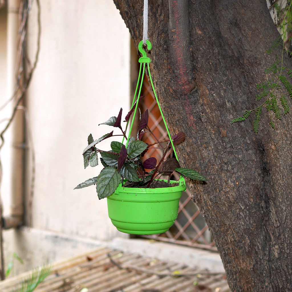 Set of 3 : Hanging Green Pot
