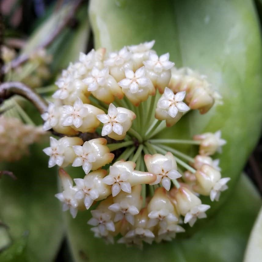 Hoya Viola Plant