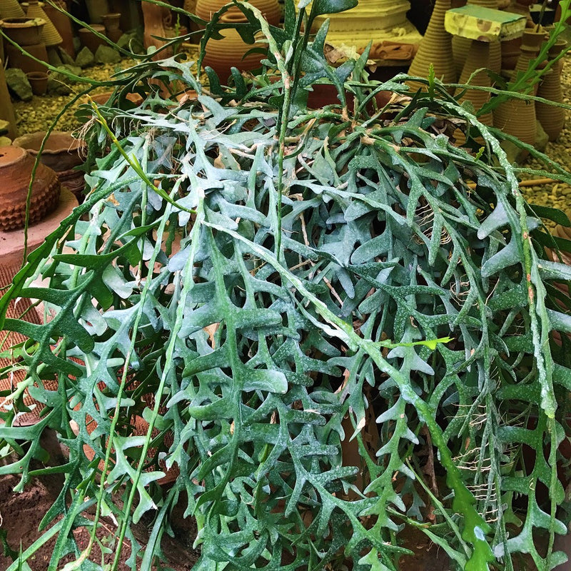 Rick Rack Cactus Plant Online | Zigzag Cactus by myBageecha