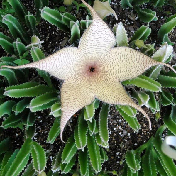Stapelia Gigantea Zulu Giant Plant Succulent Plant