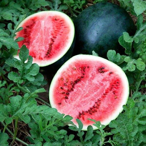 Watermelon Tarabooj – desi fruit, summer harvest – myBageecha