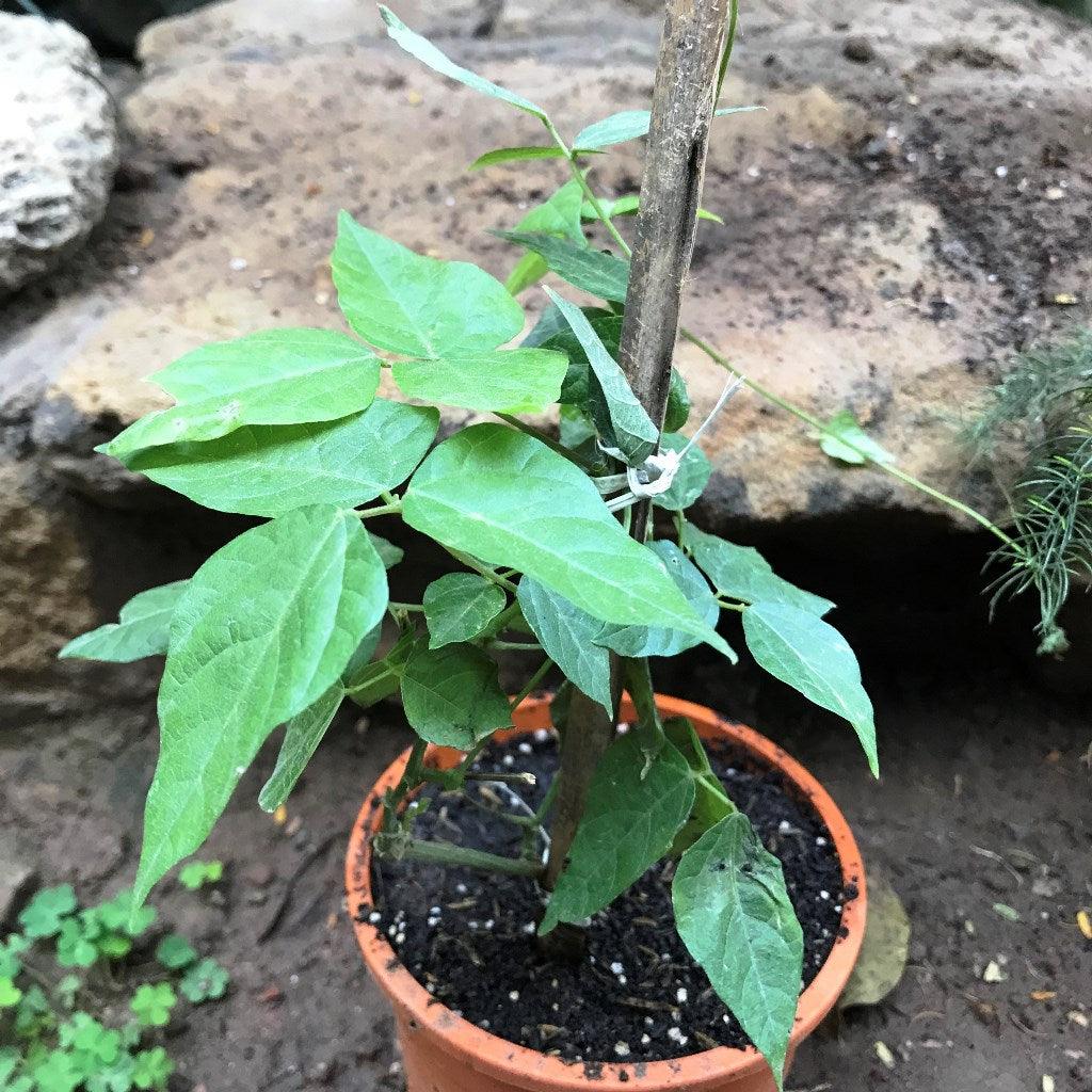 Vigna speciosa -Snail Vine Plant – myBageecha